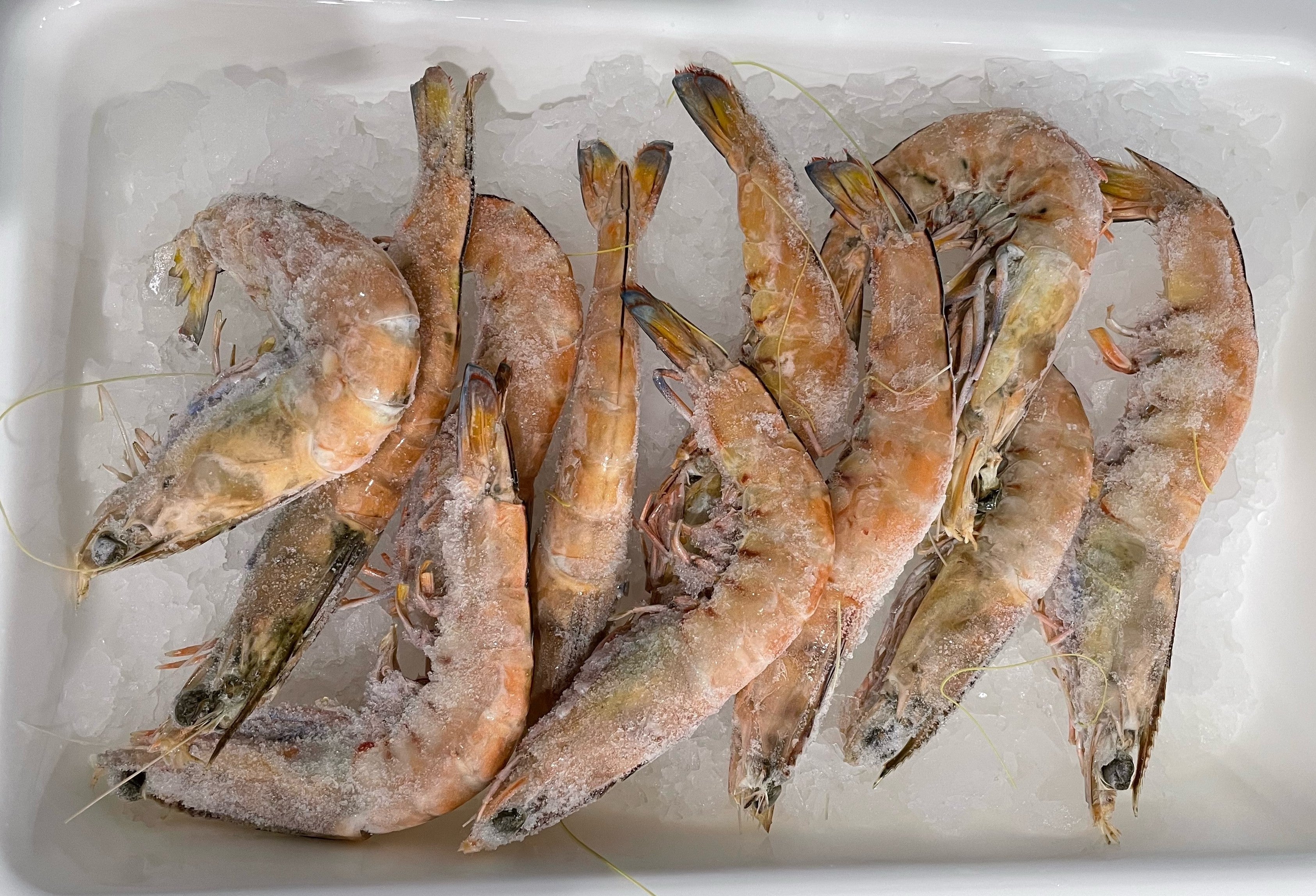 Green Whole Prawns SA – Lower Yorke Seafood